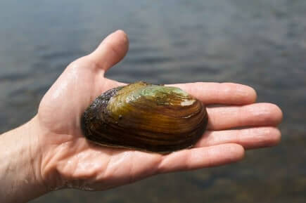 Native Freshwater Mussels - Ottawa Riverkeeper | Garde-rivière des ...