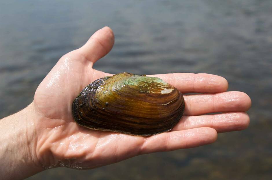 Native Freshwater Mussels - Ottawa Riverkeeper | Garde-rivière des ...