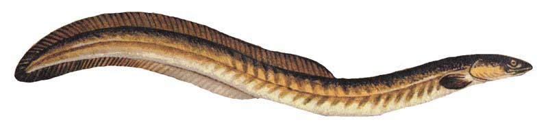 American eel. Anguilla rostrata. - Ottawa Riverkeeper | Garde-rivière ...