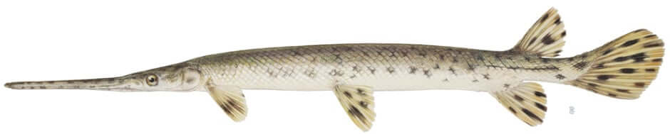 Longnose_gar - Ottawa Riverkeeper | Garde-rivière des Outaouais