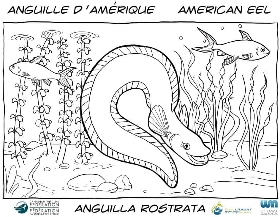 eel colouring page - Ottawa Riverkeeper | Garde-rivière des Outaouais