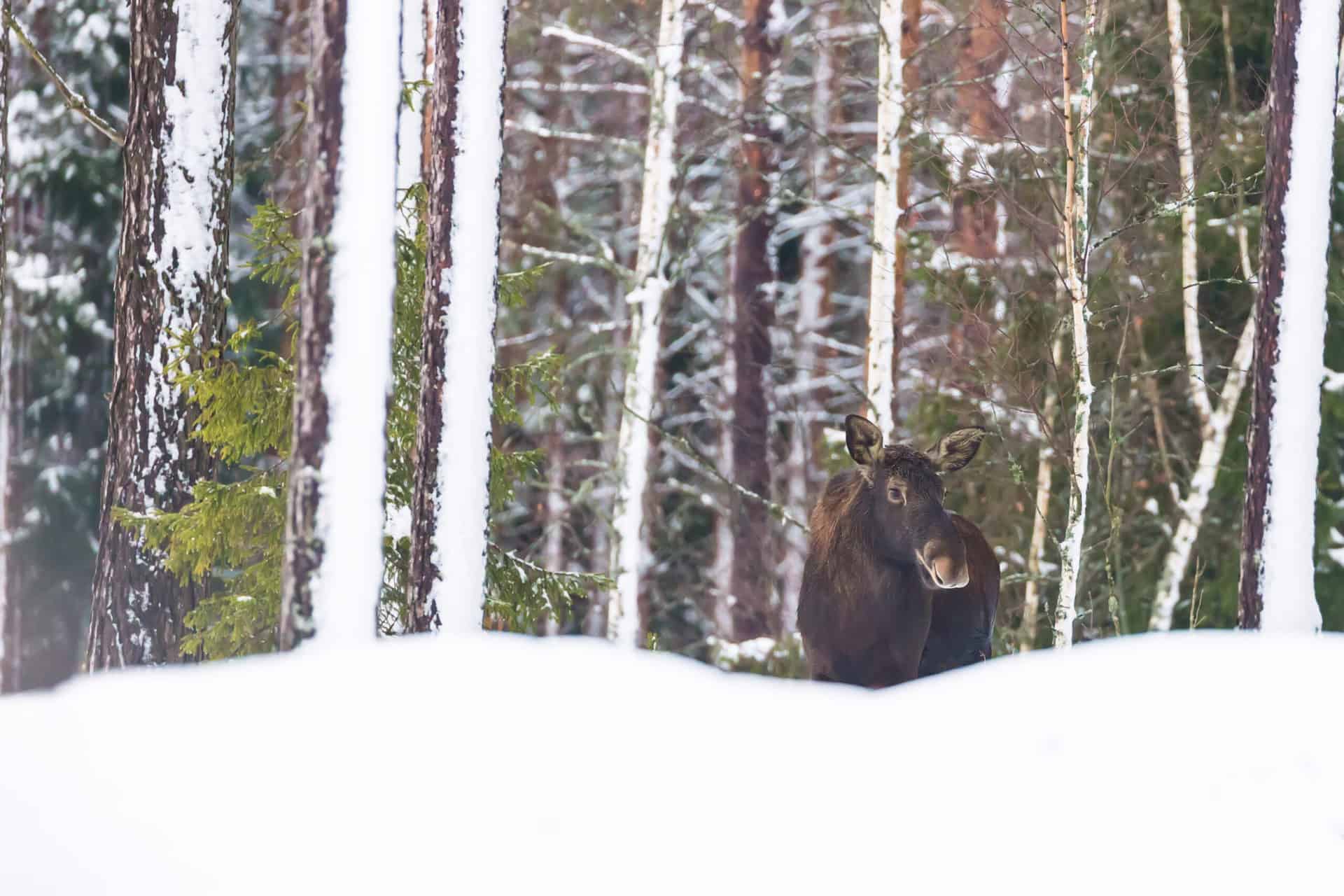 Winter Wildlife in the Ottawa River Watershed