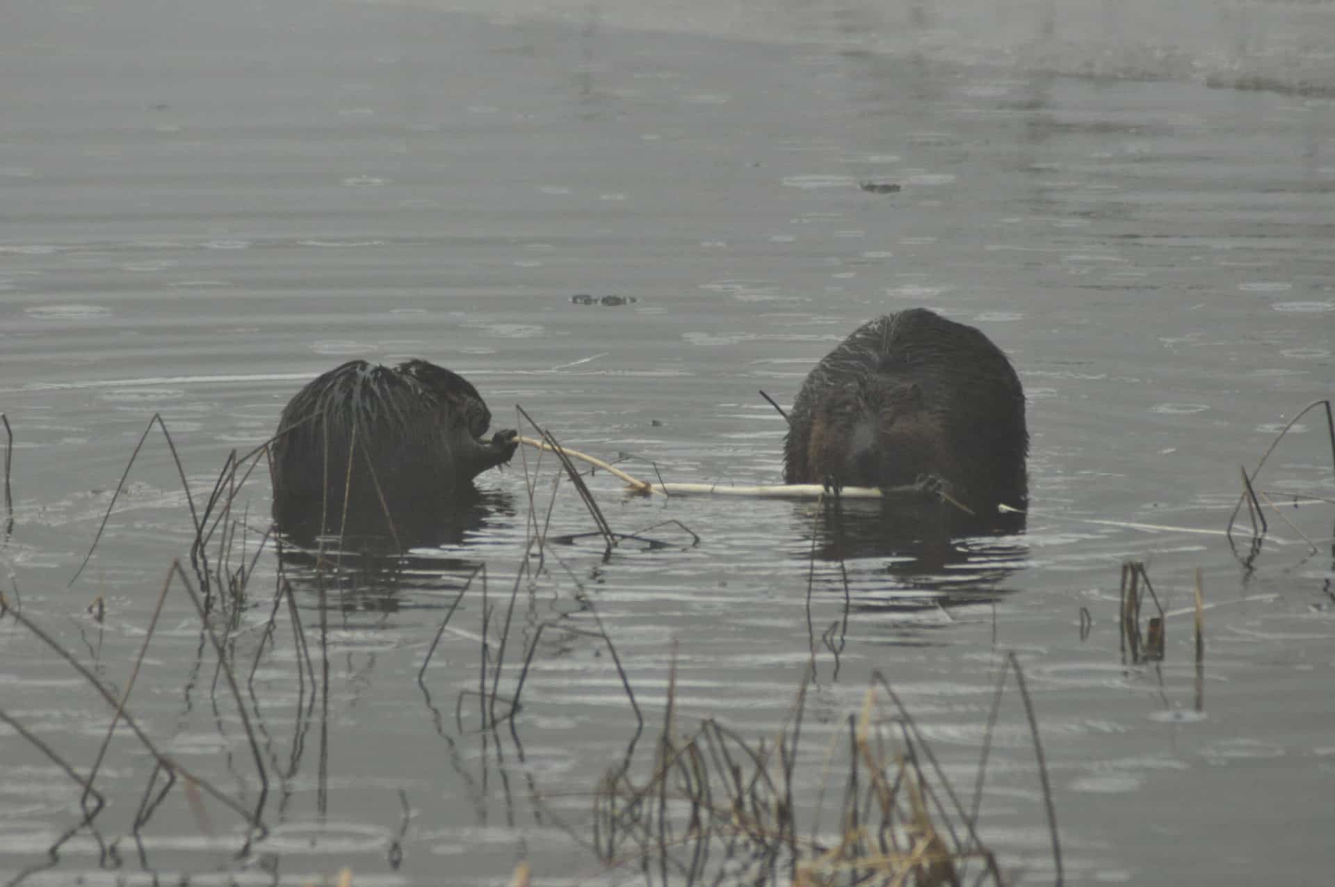 Winter Wildlife in the Ottawa River Watershed