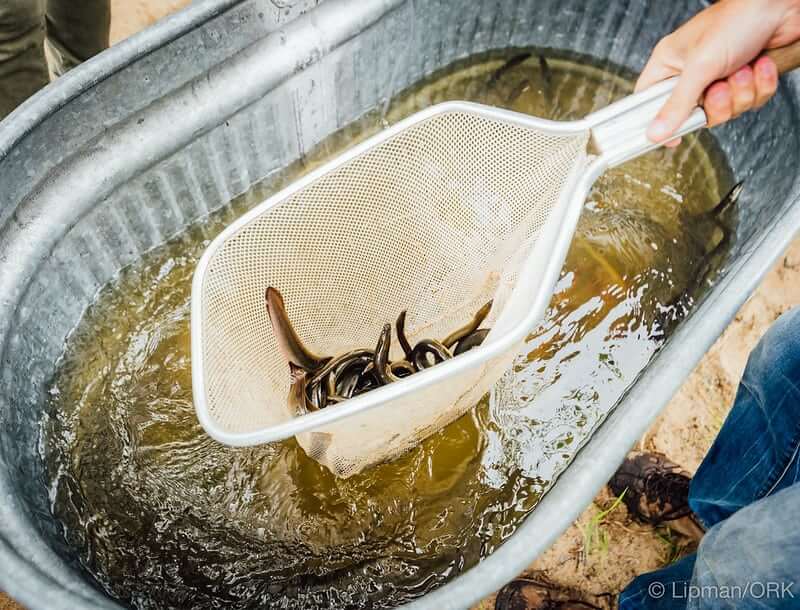 FAQs on the Carillon Dam and the American eel - Ottawa Riverkeeper ...