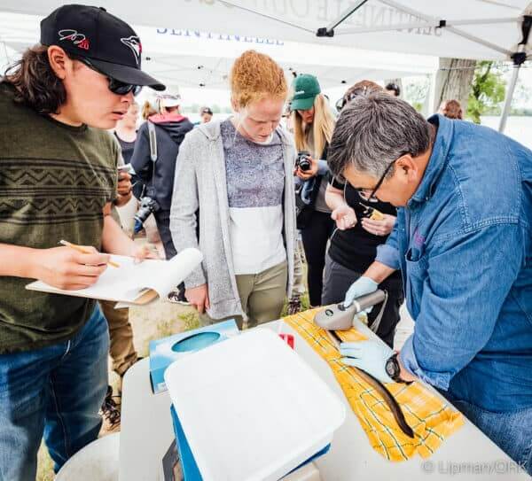 FAQs on the Carillon Dam and the American eel - Ottawa Riverkeeper ...