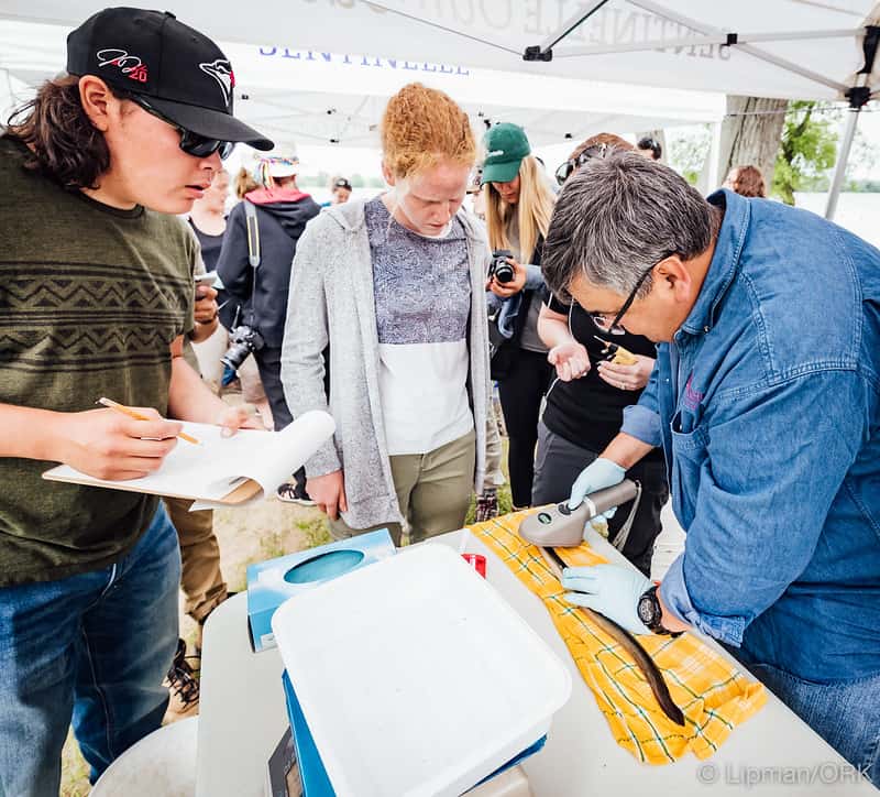 FAQs on the Carillon Dam and the American eel - Ottawa Riverkeeper ...