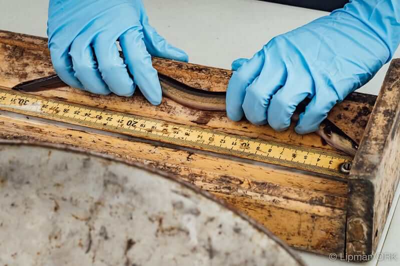 FAQs on the Carillon Dam and the American eel - Ottawa Riverkeeper ...