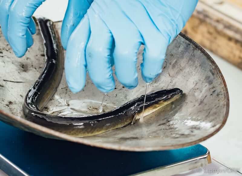 FAQs on the Carillon Dam and the American eel - Ottawa Riverkeeper ...