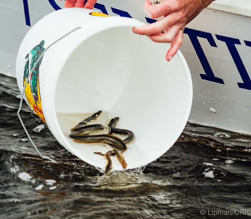 FAQs on the Carillon Dam and the American eel - Ottawa Riverkeeper ...