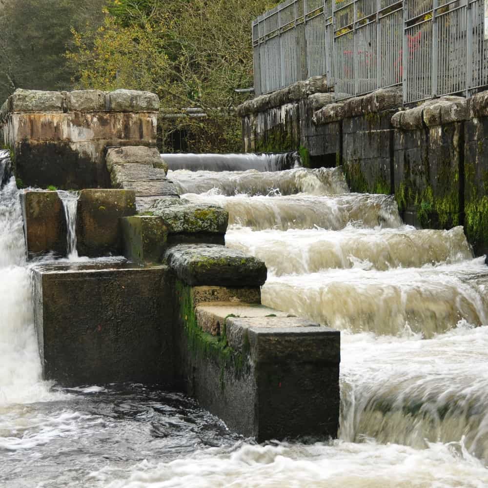 A ladder at Carillon could help save the American eel - Ottawa ...