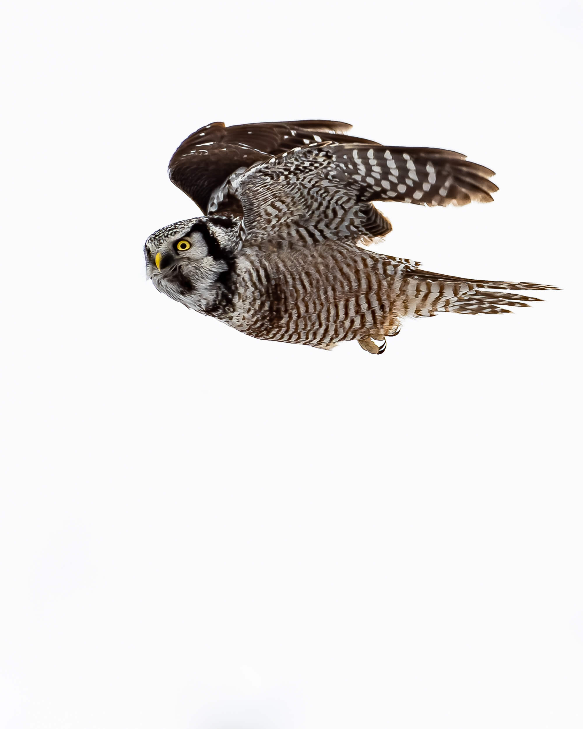 Discovering the Ottawa River Watershed through Wildlife Photography ...