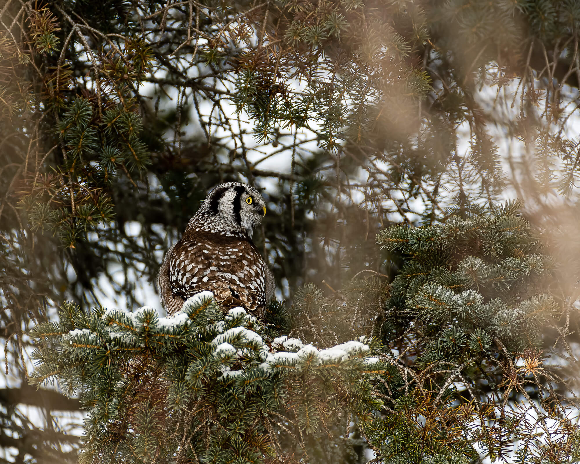 Discovering the Ottawa River Watershed through Wildlife Photography ...