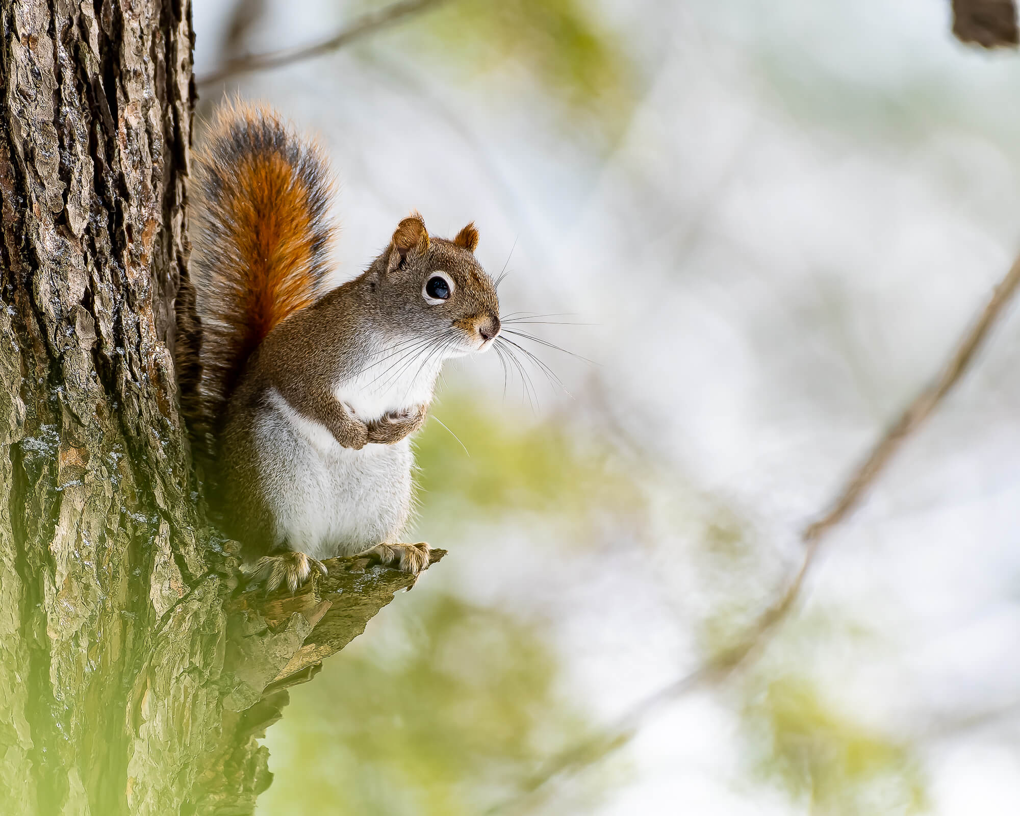 Discovering the Ottawa River Watershed through Wildlife Photography ...