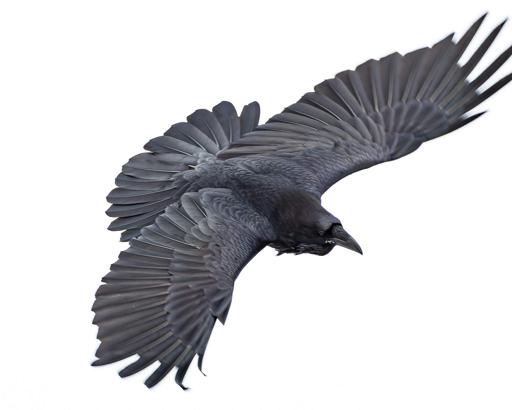 Discovering the Ottawa River Watershed through Wildlife Photography ...