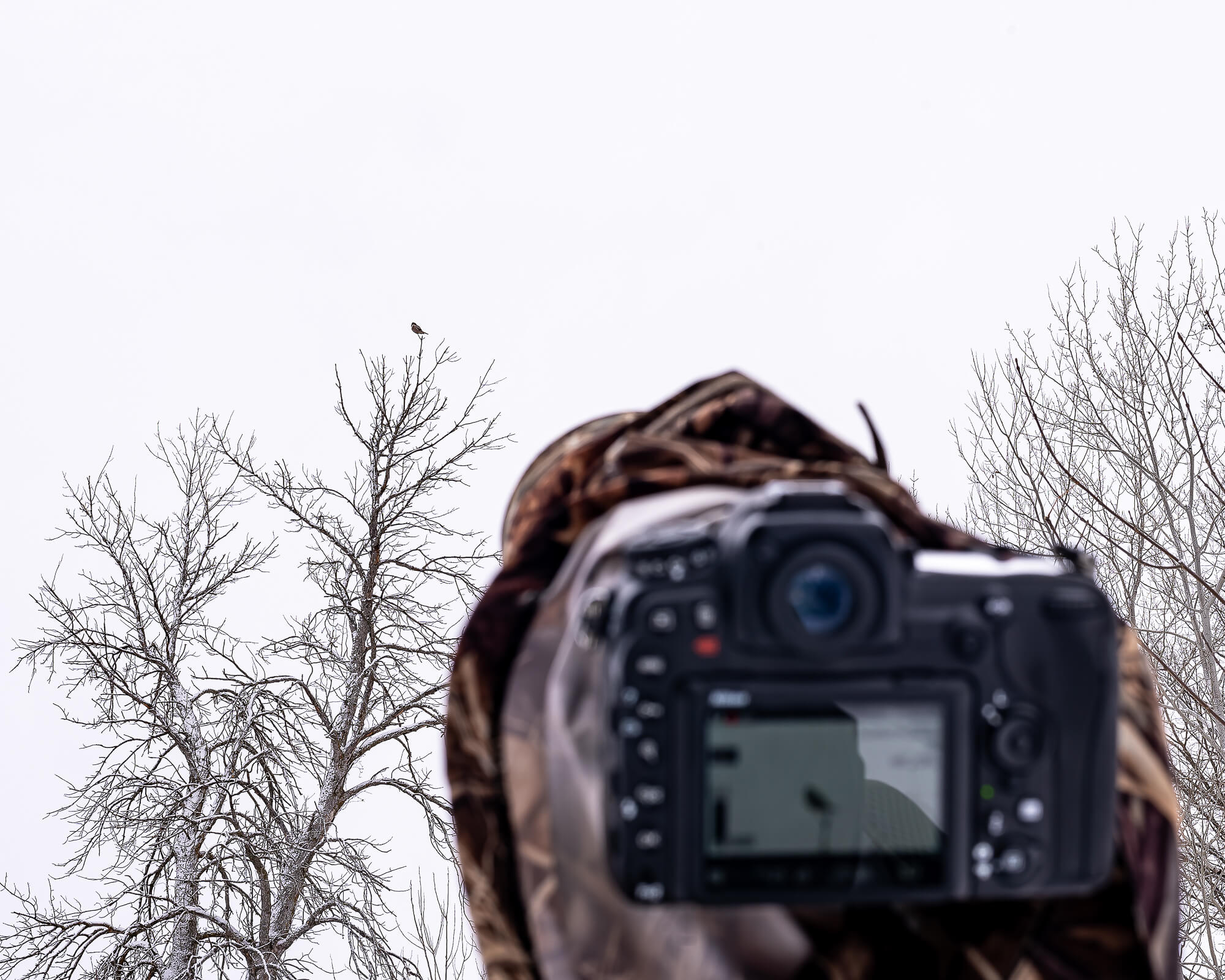 Discovering the Ottawa River Watershed through Wildlife Photography ...