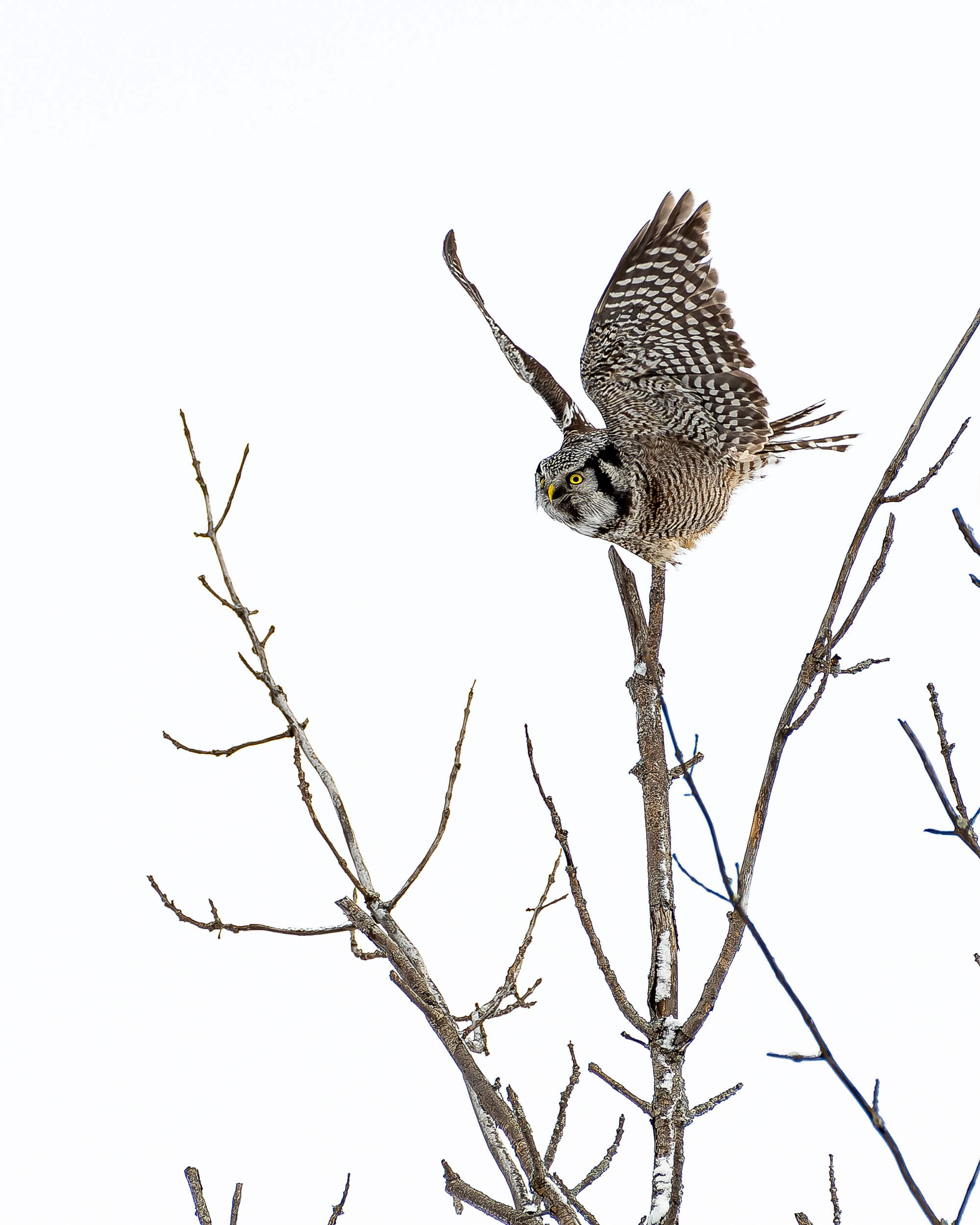 Discovering the Ottawa River Watershed through Wildlife Photography ...