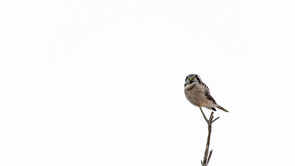 Discovering the Ottawa River Watershed through Wildlife Photography ...