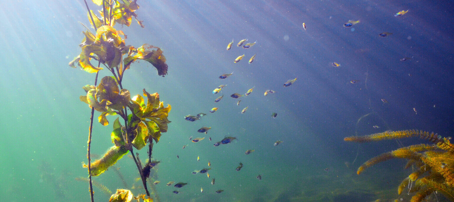 Espèces de poissons dans la rivière des Outaouais - Ottawa Riverkeeper ...
