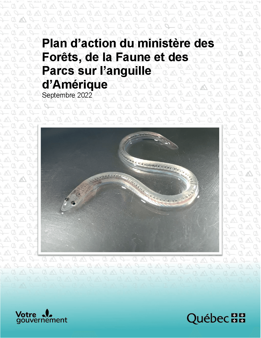 PL_anguille_amerique_MFFP - Ottawa Riverkeeper | Garde-rivière des ...