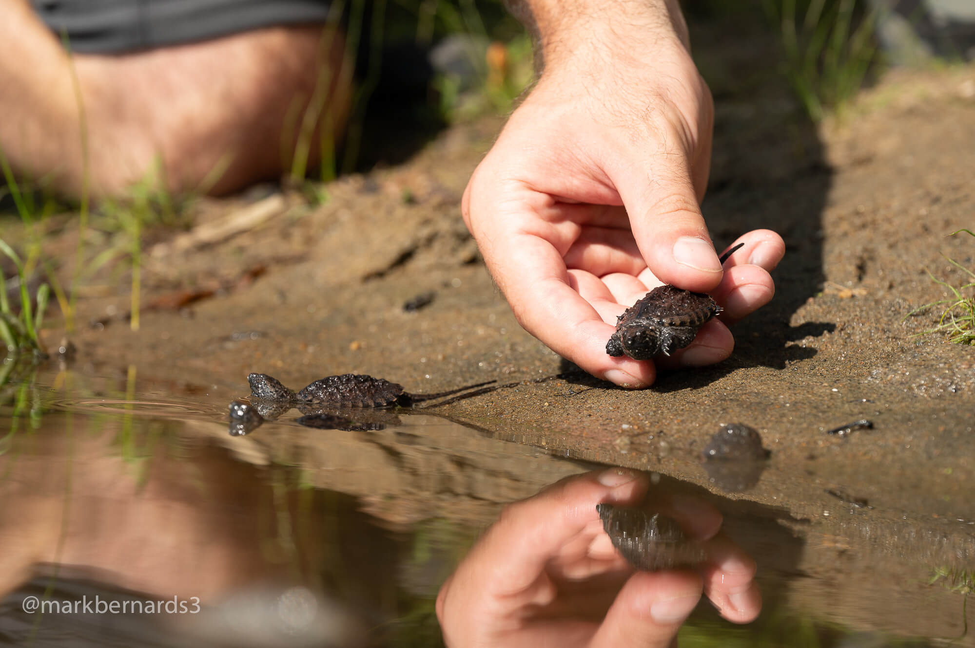 Turtle Takeover at River House - Ottawa Riverkeeper | Garde-rivière des ...