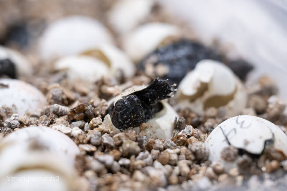Turtle Takeover at River House - Ottawa Riverkeeper | Garde-rivière des ...
