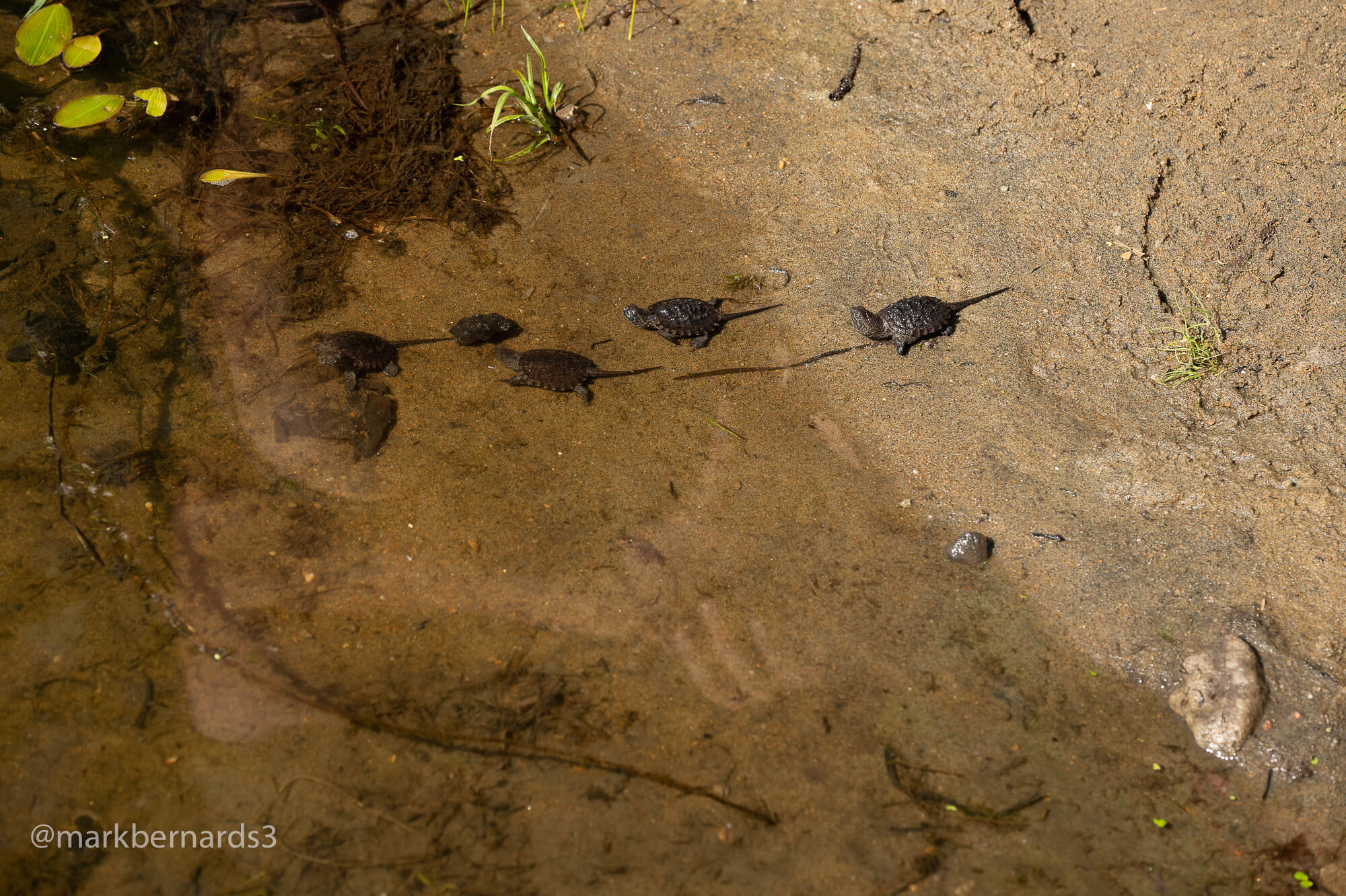 Turtle Takeover at River House - Ottawa Riverkeeper | Garde-rivière des ...