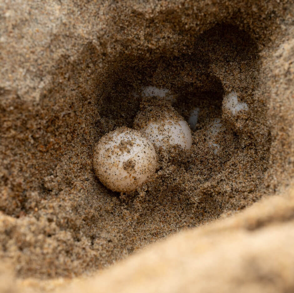 Tiny Turtle Takeover: 2024 Turtle Incubation Project - Ottawa ...