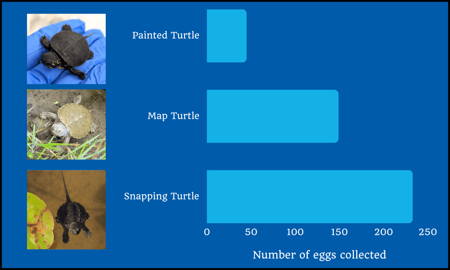 Tiny Turtle Takeover: 2024 Turtle Incubation Project - Ottawa ...