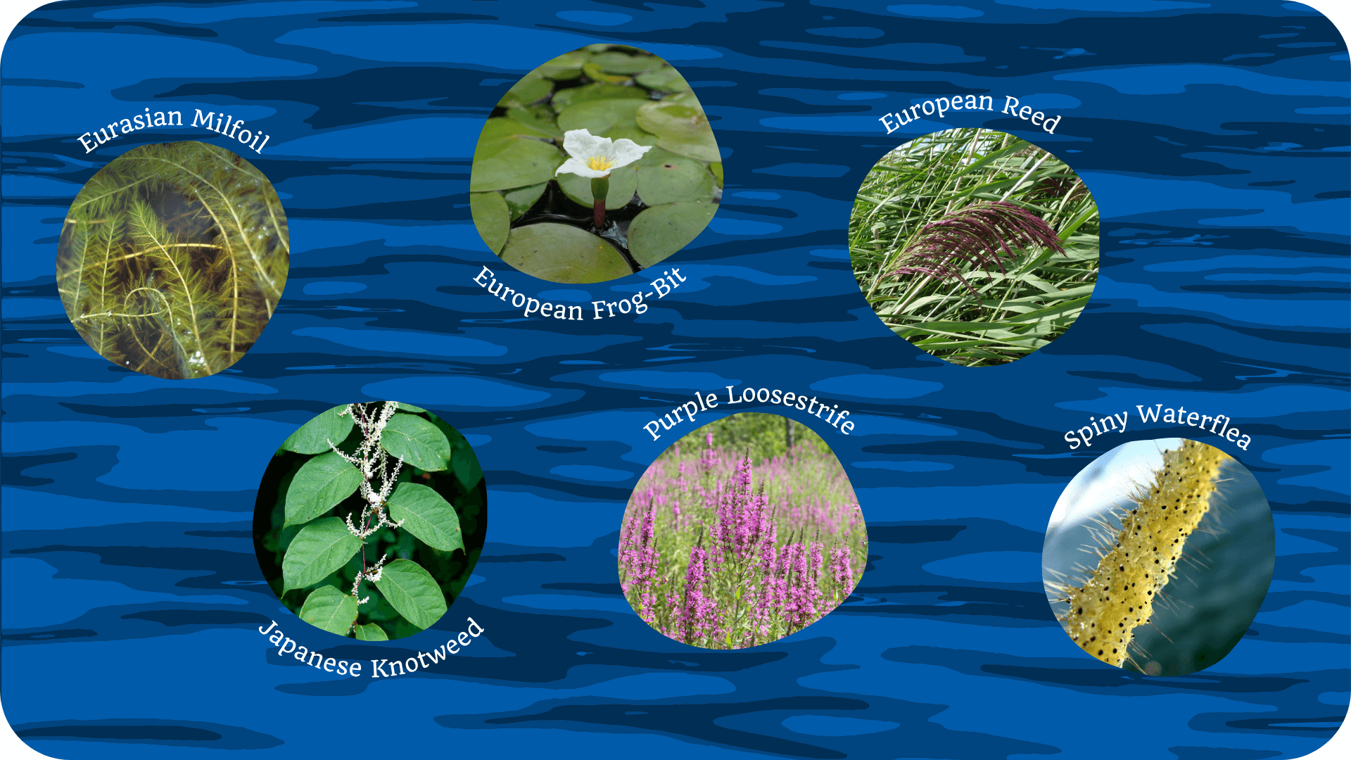 Invasive Species in Quebec Regions of the Ottawa River Watershed ...