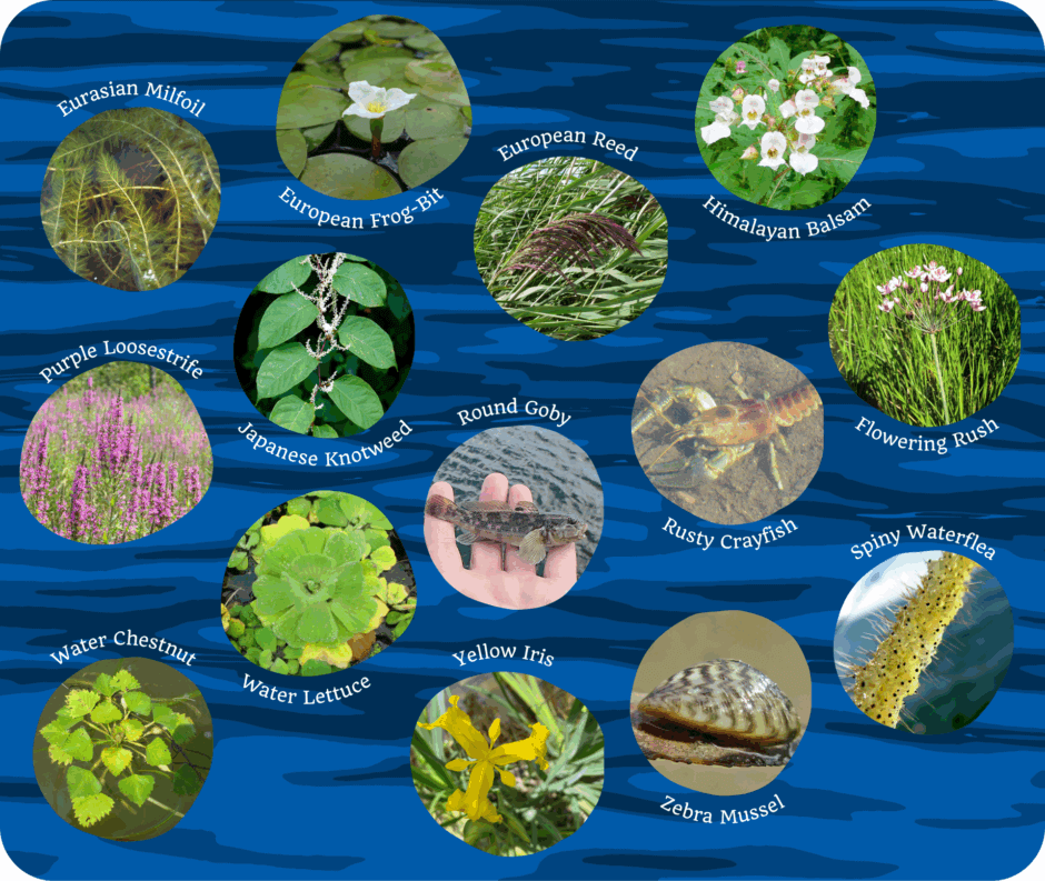 The Impact of Invasive Species on the Ottawa River Watershed - Ottawa ...