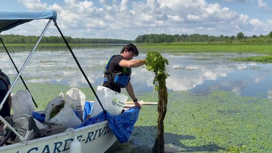 What does it take to remove invasive Water Chestnut? - Ottawa ...
